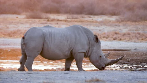 White Rhinoceros Bull Urinating Marking ... | Stock Video | Pond5