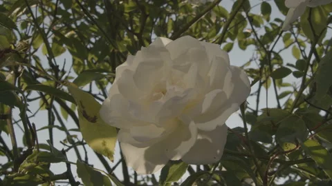 white rose flower blows in the wind, fro... | Stock Video | Pond5