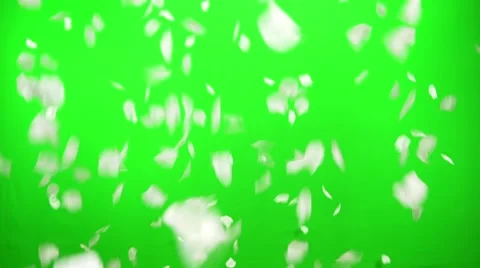 White Roses falling beautiful | Stock Video | Pond5