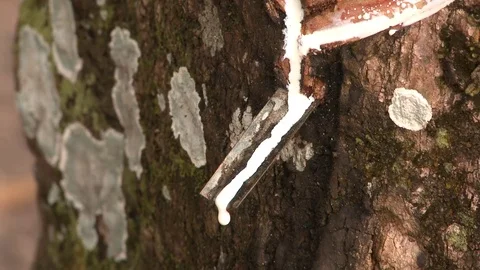 Tree Sap Stock Footage ~ Royalty Free Stock Videos | Pond5