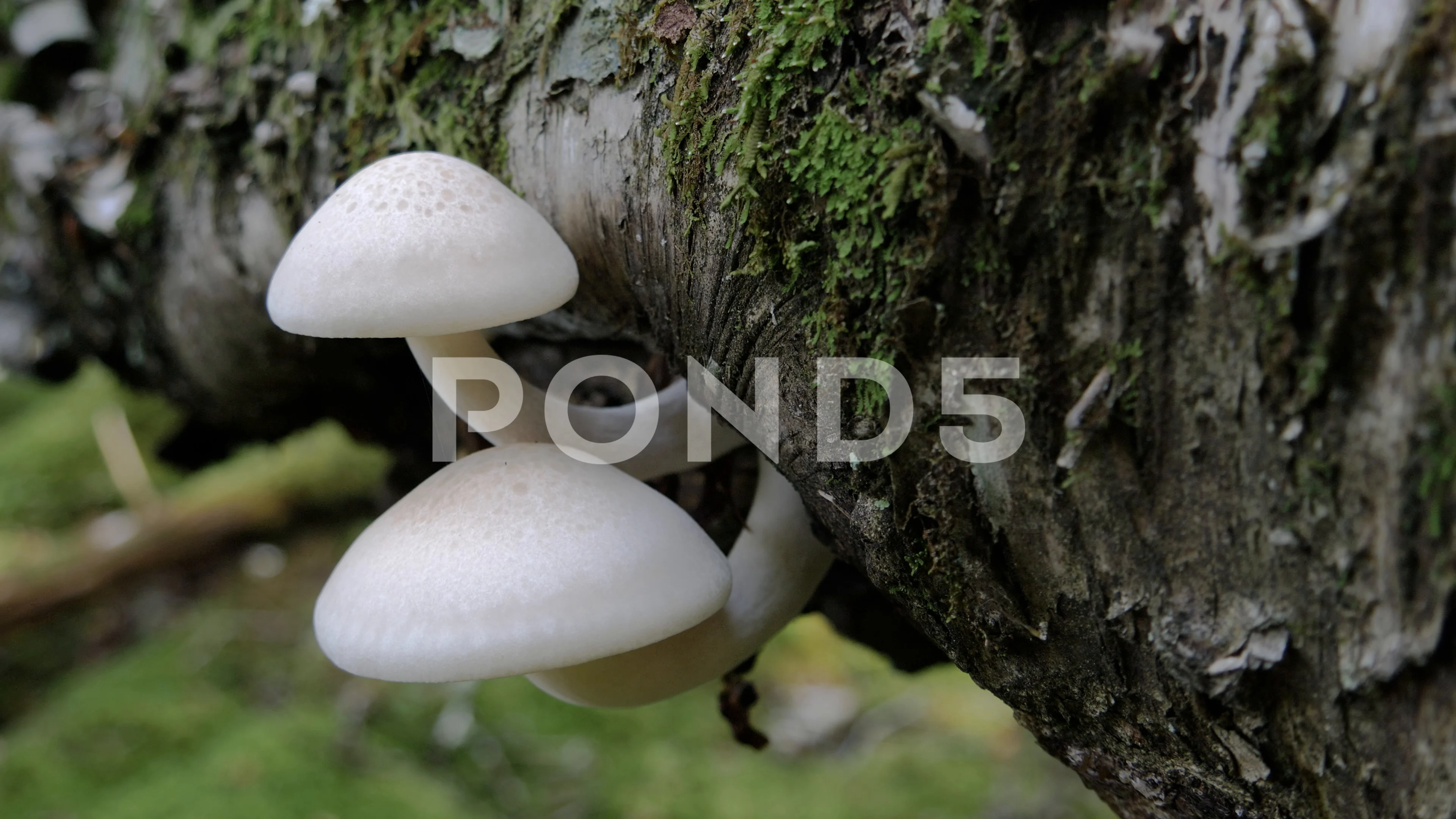 Saprophytes In Ponds