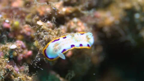 Sea Bunny Stock Videos – Royalty-Free HD & 4K Videos | Pond5