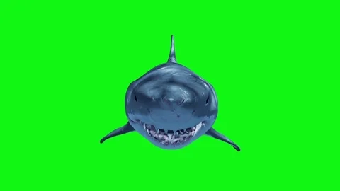 Shark Green Screen Stock Videos – Royalty-Free HD & 4K Videos | Pond5