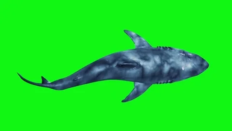 Shark Animation Stock Videos – Royalty-Free HD & 4K Videos
