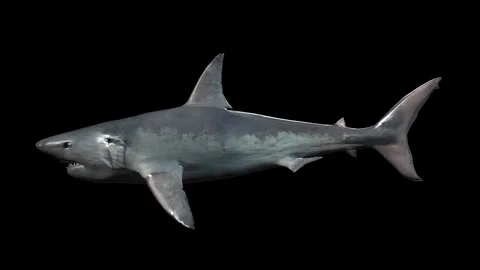 White Shark swimming on black background... | Stock Video | Pond5