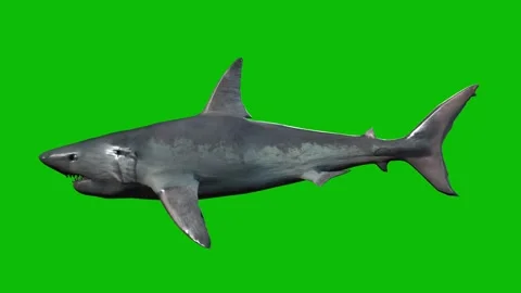 White Shark swimming on green screen, si... | Stock Video | Pond5