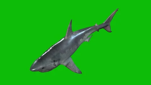 White Shark swimming on green screen, ab... | Stock Video | Pond5