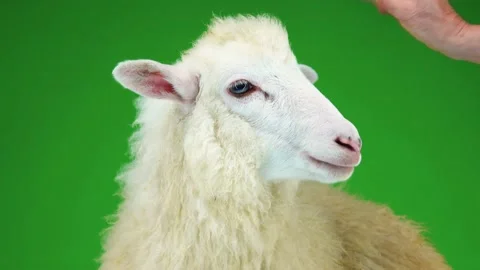 white sheep close-up. sheep combing on a... | Stock Video | Pond5