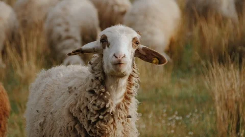 White sheep with label looking. Sheep gr... | Stock Video | Pond5