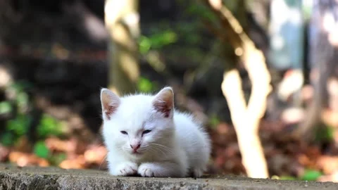 Again Falling Stock Videos – Royalty-Free HD & 4K Videos