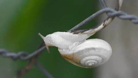 white snail above the garden barrier. Bl... | Stock Video | Pond5