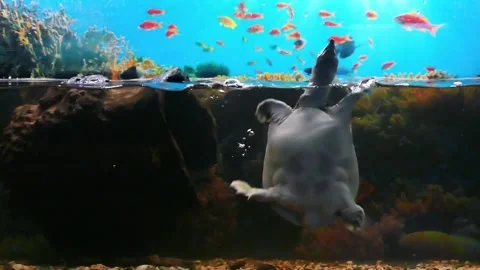 White snapping turtle. Aqua background. | Stock Video | Pond5