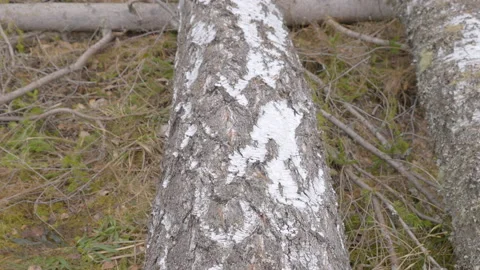 The white spots on the bark of the birch... | Stock Video | Pond5
