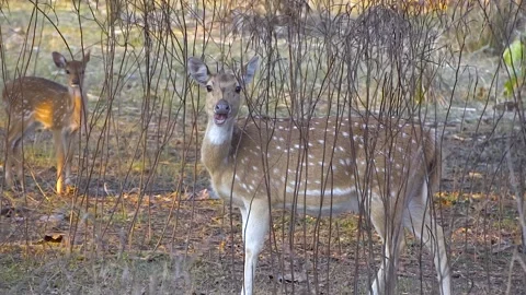 White Spotted Dear and his baby walking ... | Stock Video | Pond5