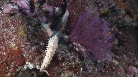 Kicking Rocks Stock Video Footage | Royalty Free Kicking Rocks Videos ...