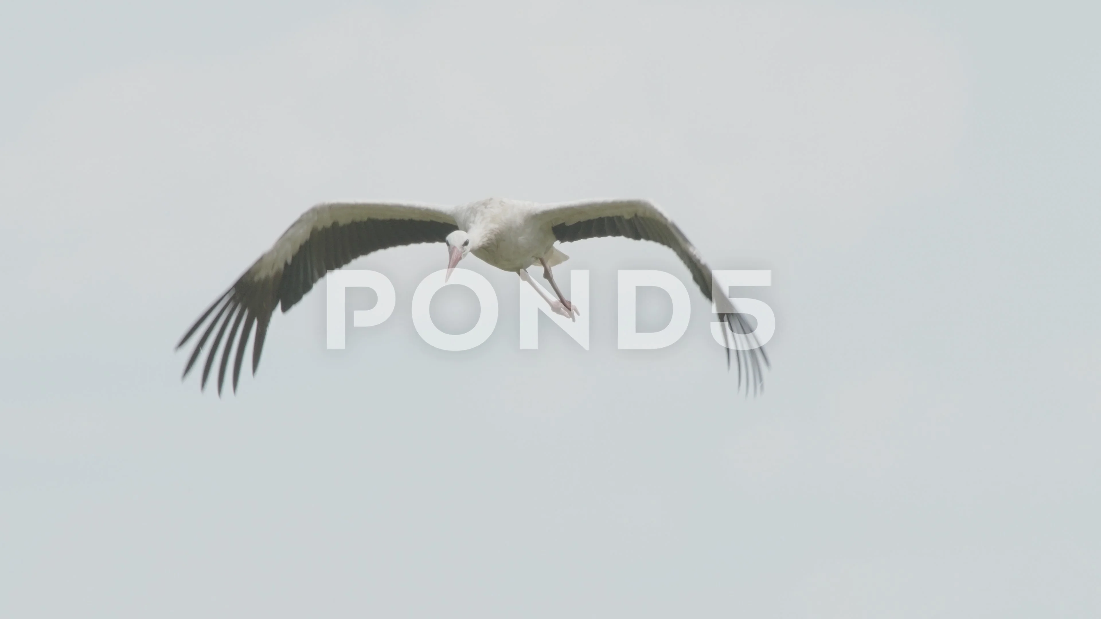 Stork Bird Flying