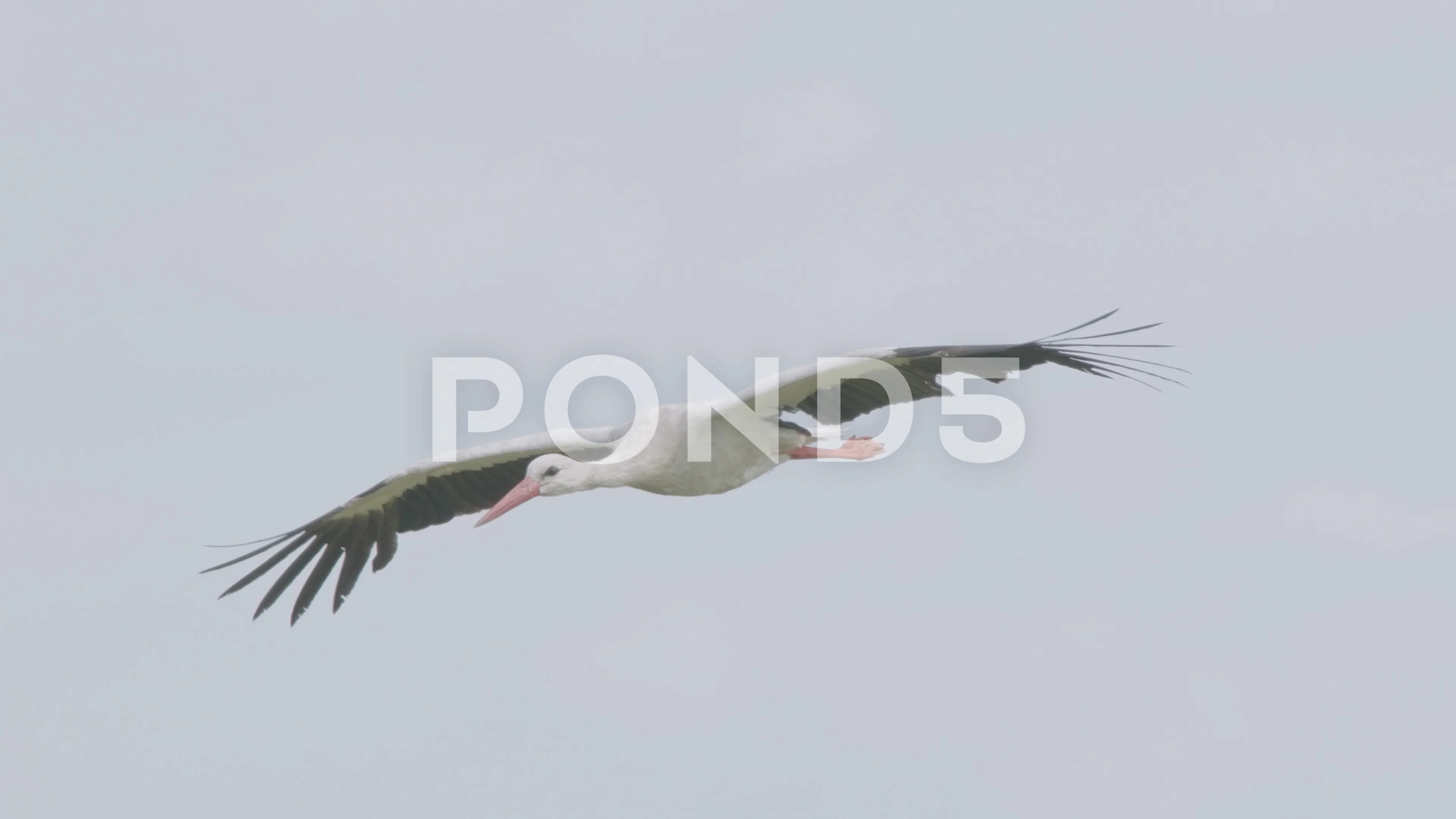 Stork Bird Flying
