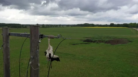 White stork stuck in electrical lines, d... | Stock Video | Pond5