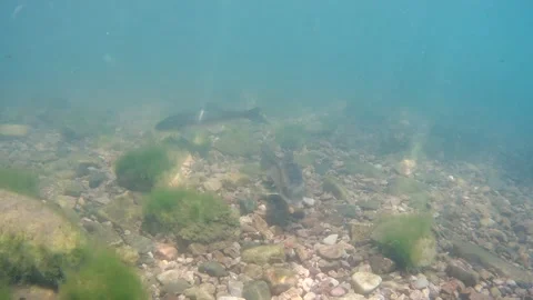 Sucking Fish Stock Videos – Royalty-Free HD & 4K Videos | Pond5