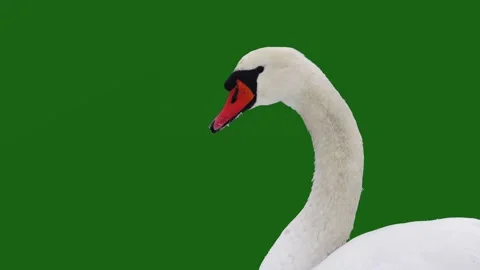 White swan close up on green screen. slo... | Stock Video | Pond5