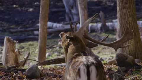 White tailed buck deer mating call | Stock Video | Pond5