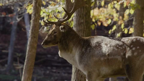 White tailed deer buck side profile hunt... | Stock Video | Pond5