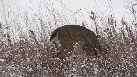 White-Tailed Deer Doe Defecating Pooping... | Stock Video | Pond5
