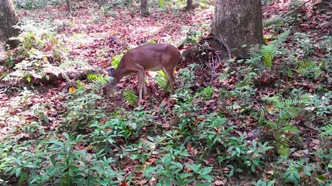 WHITE TAILED DEER DOE EATING IN WOODS | Stock Video | Pond5