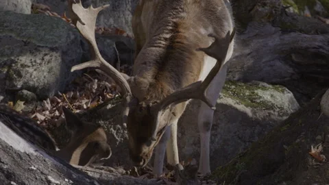 White tailed deer mating couple loving | Stock Video | Pond5
