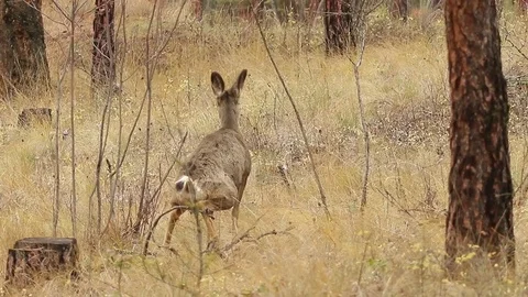 White-tailed deer peeing through high gr... | Stock Video | Pond5