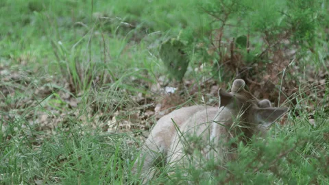 White-tailed male buck deer with nub ant... | Stock Video | Pond5