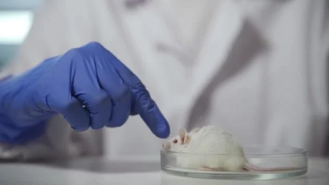 White Lab Mouse Stock Videos – Royalty-Free HD & 4K Videos | Pond5