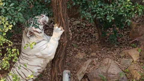 a white tiger climb the tree trunck in t... | Stock Video | Pond5