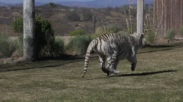 white tiger jumping into water to catch ... | Stock Video | Pond5