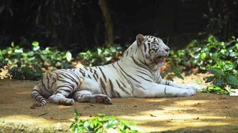 Panting Video Stock Videos – Royalty-Free HD & 4K Videos