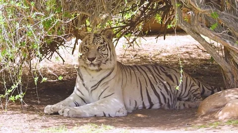 White Tiger Relaxing under Tree Branches... | Stock Video | Pond5
