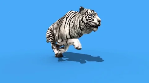 White Tiger Run Animals Loop Close up Gr... | Stock Video | Pond5
