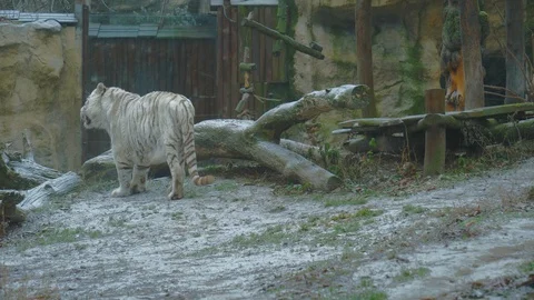 White Tiger Walks Through Outside Zoo En... | Stock Video | Pond5