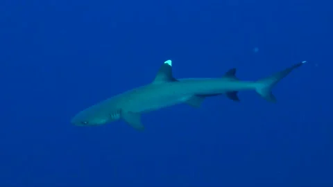 White tip reef shark passing in the blue... | Stock Video | Pond5