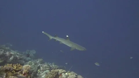 White Tip Reef Shark Stock Videos – Royalty-Free HD & 4K Videos | Pond5