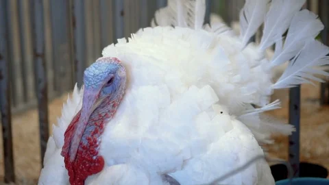 White tom turkey walking around puffing ... | Stock Video | Pond5