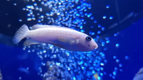 White tropical fish swimming in an aquar... | Stock Video | Pond5