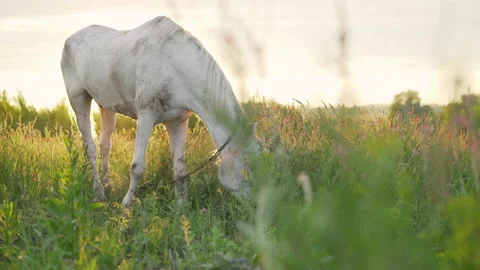 White trotter in the grass, golden sunse... | Stock Video | Pond5
