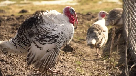 Dancing Turkey Video Stock Videos – Royalty-Free HD & 4K Videos | Pond5
