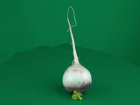White Turnip Rotating in Green Screen Ch... | Stock Video | Pond5