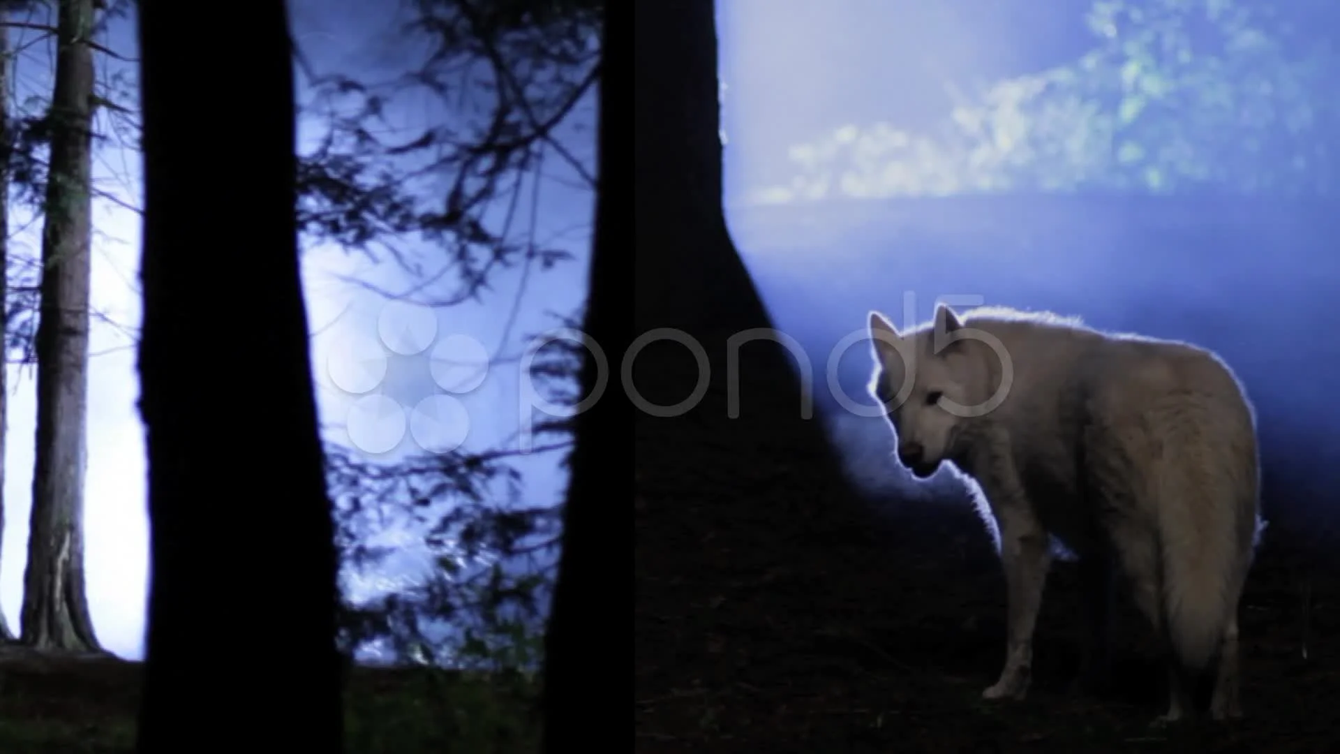 Fog Animals Wolf HD Wallpaper: Animals, Art, Emotion, Fantasy, Fog,