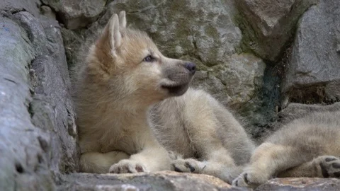 White wolf cub on the rocks | Stock Video | Pond5