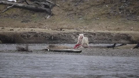 Madison River Camera Stock Videos – Royalty-Free HD & 4K Videos | Pond5