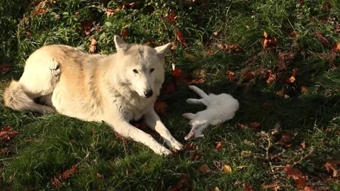 White Wolf Eyes Stock Footage ~ Royalty Free Stock Videos | Pond5