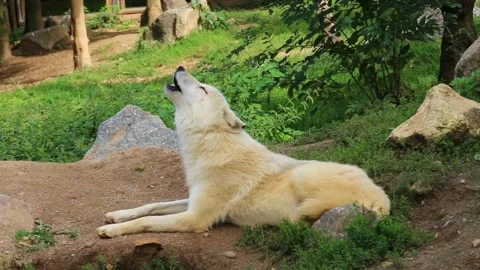 White Face Howl Stock Videos – Royalty-Free HD & 4K Videos